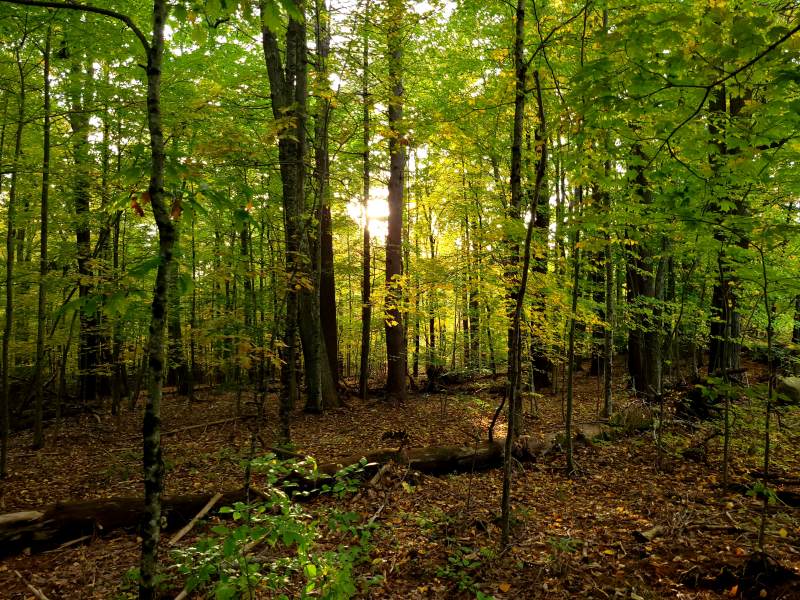 In Nature - wandering matt